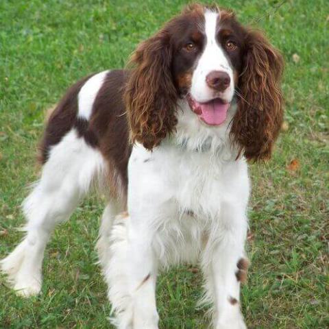 Brown English Springer Spaniel