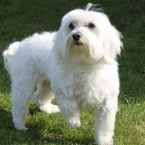 Do Maltese Dogs Go Bald When Old